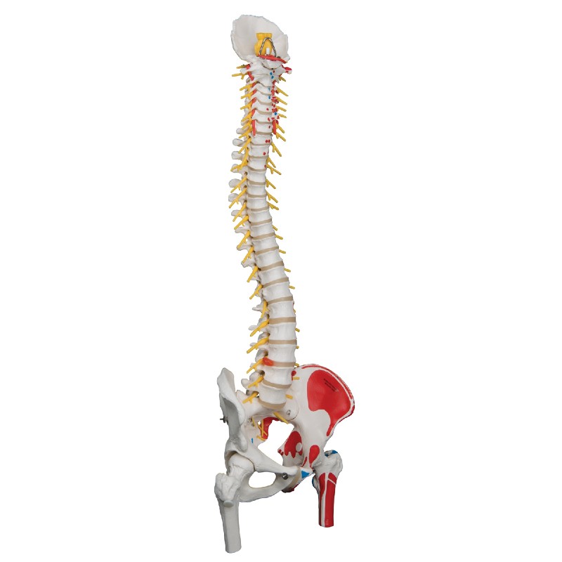 Deluxe Flexible Spine Model | Health and Care